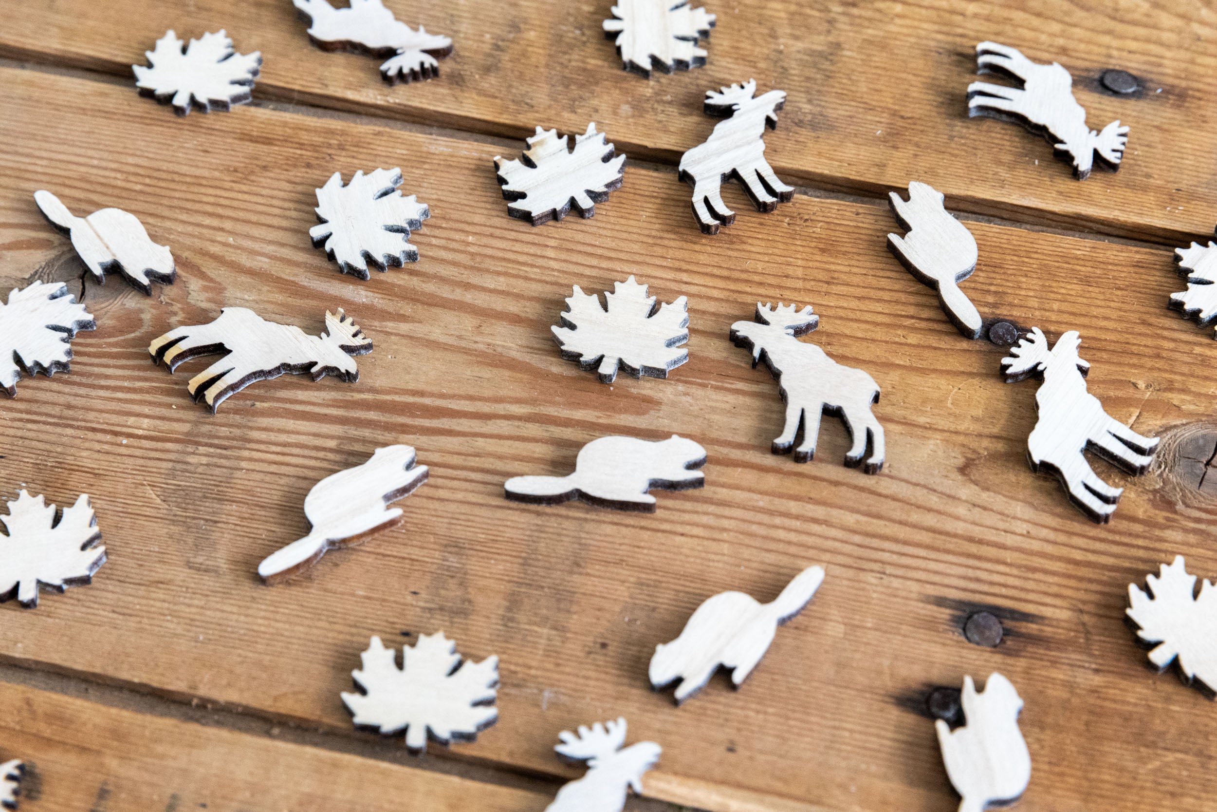 Confetti (Canadian Mix) | Forest + Fauna